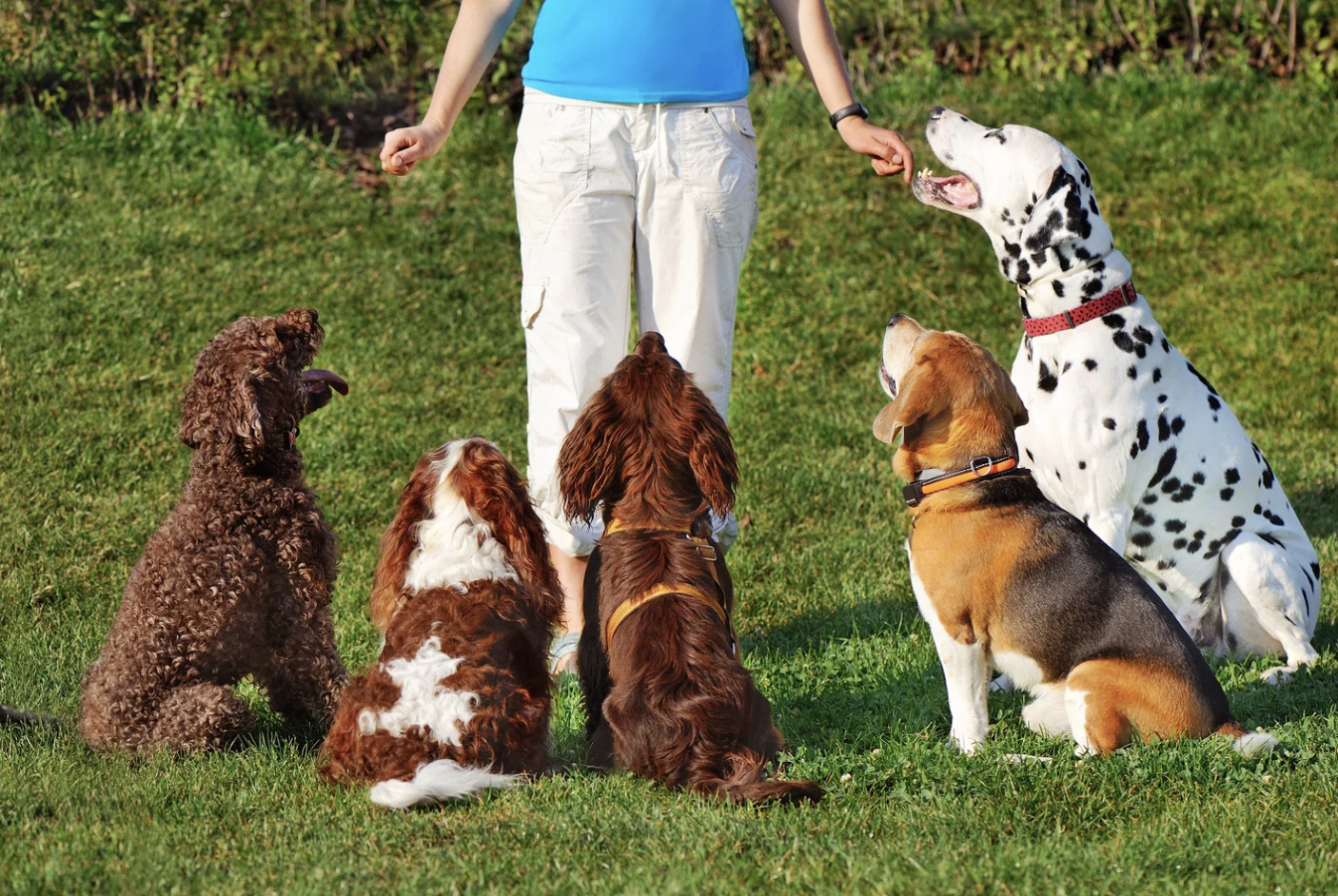 CBT for Dog Phobia: How to Overcome Fear of Dogs and Reclaim Calm ...